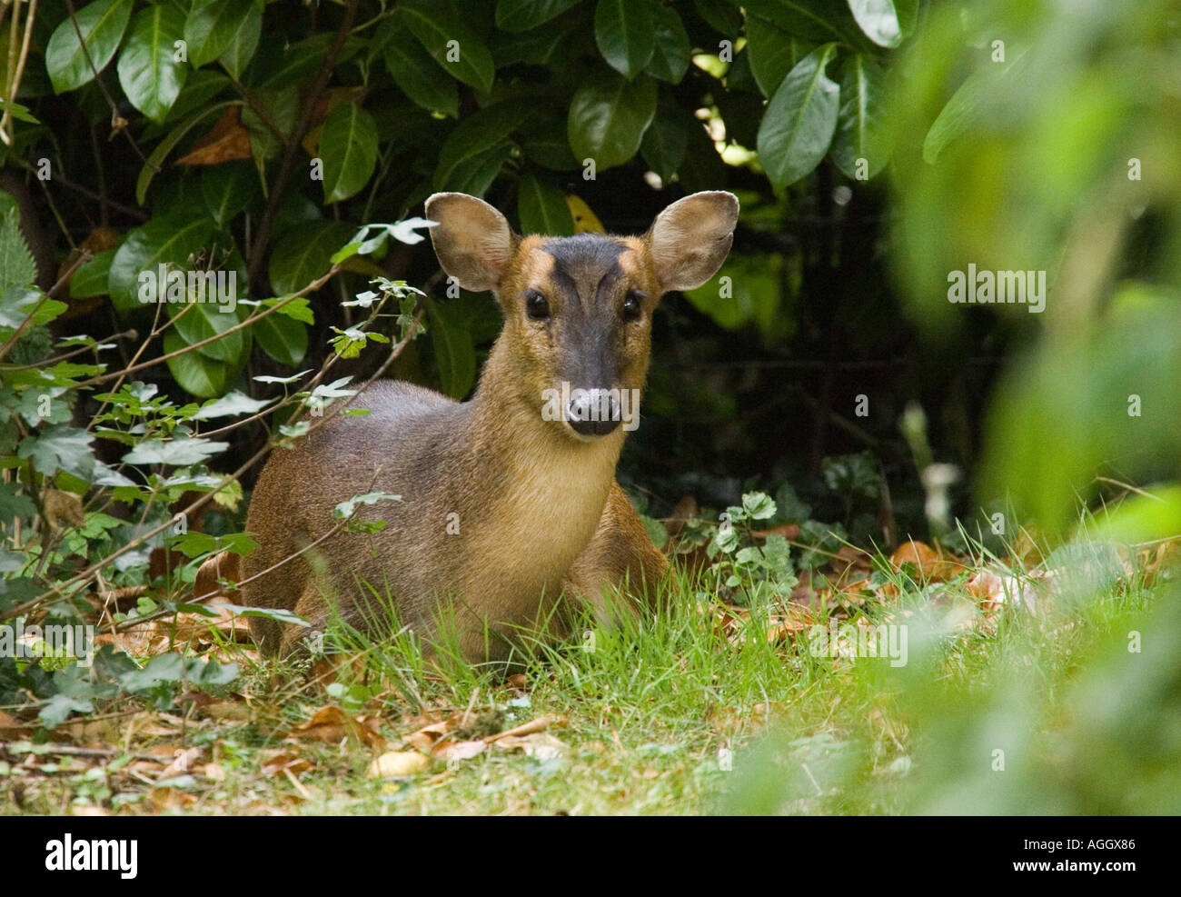 A muntjac deer in Suffolk UK Stock Photo - Alamy