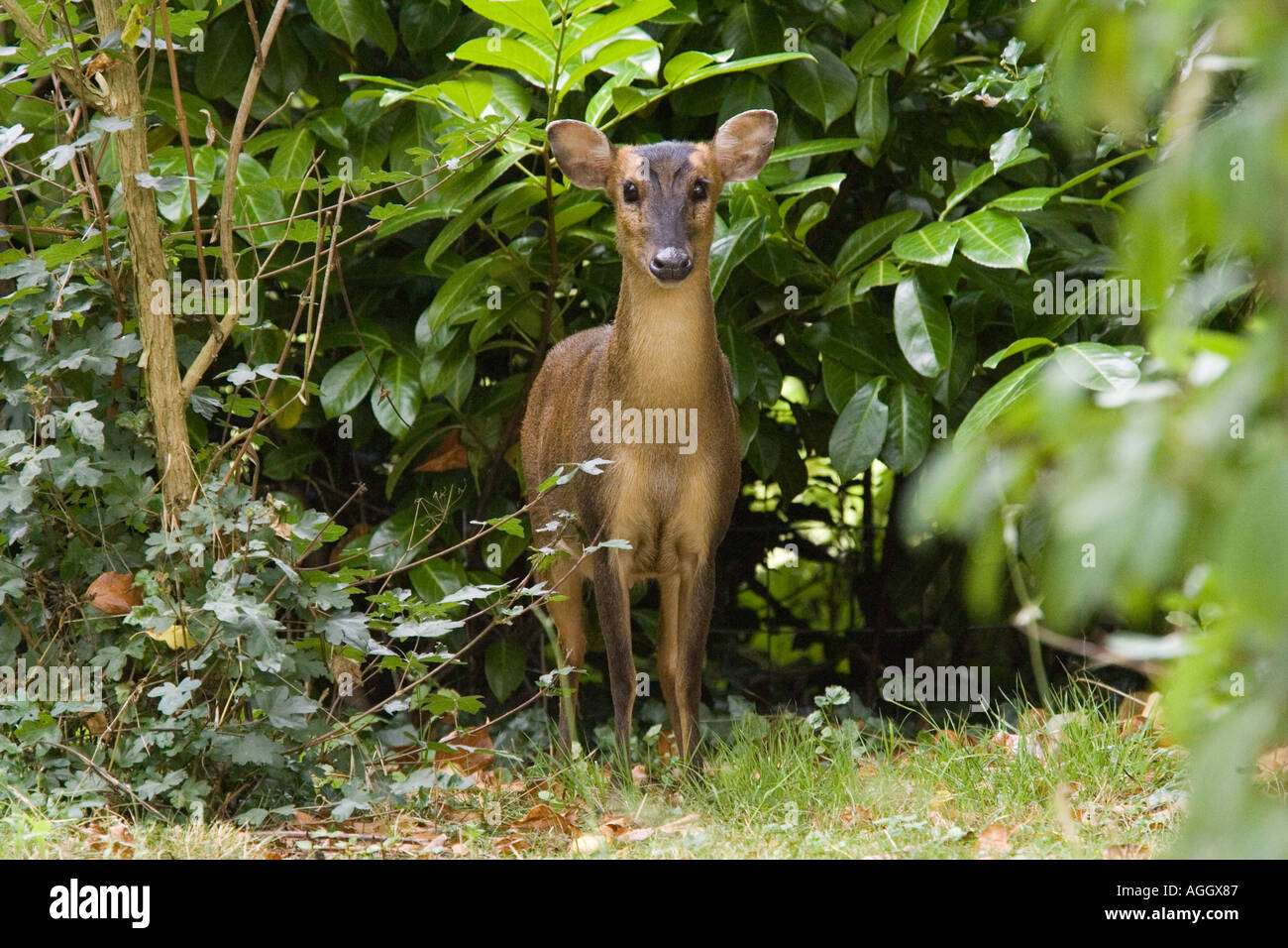 A muntjac deer in Suffolk UK Stock Photo - Alamy