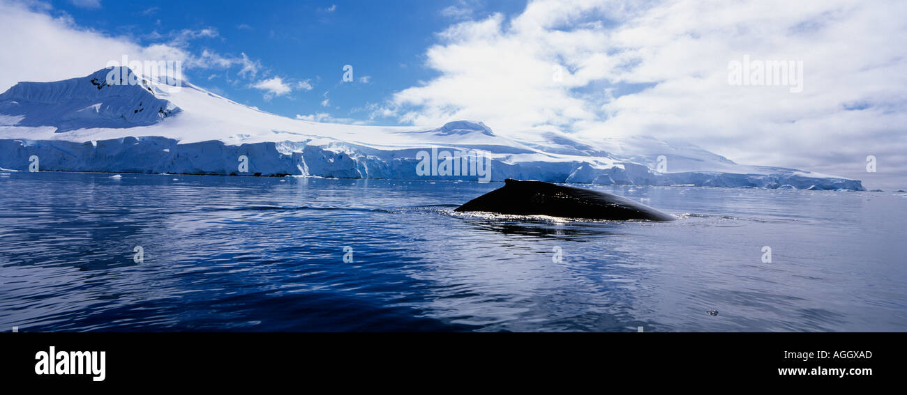 Antarctica Anvers Island Humpback Whale Megaptera novaengliae swims at ...