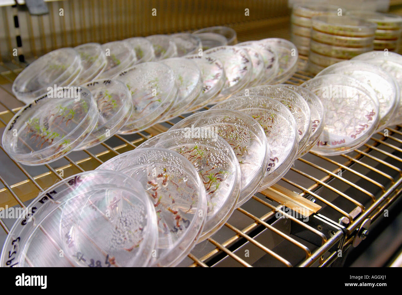 samples containing genetically modified / engineered sprouts of spruce ...