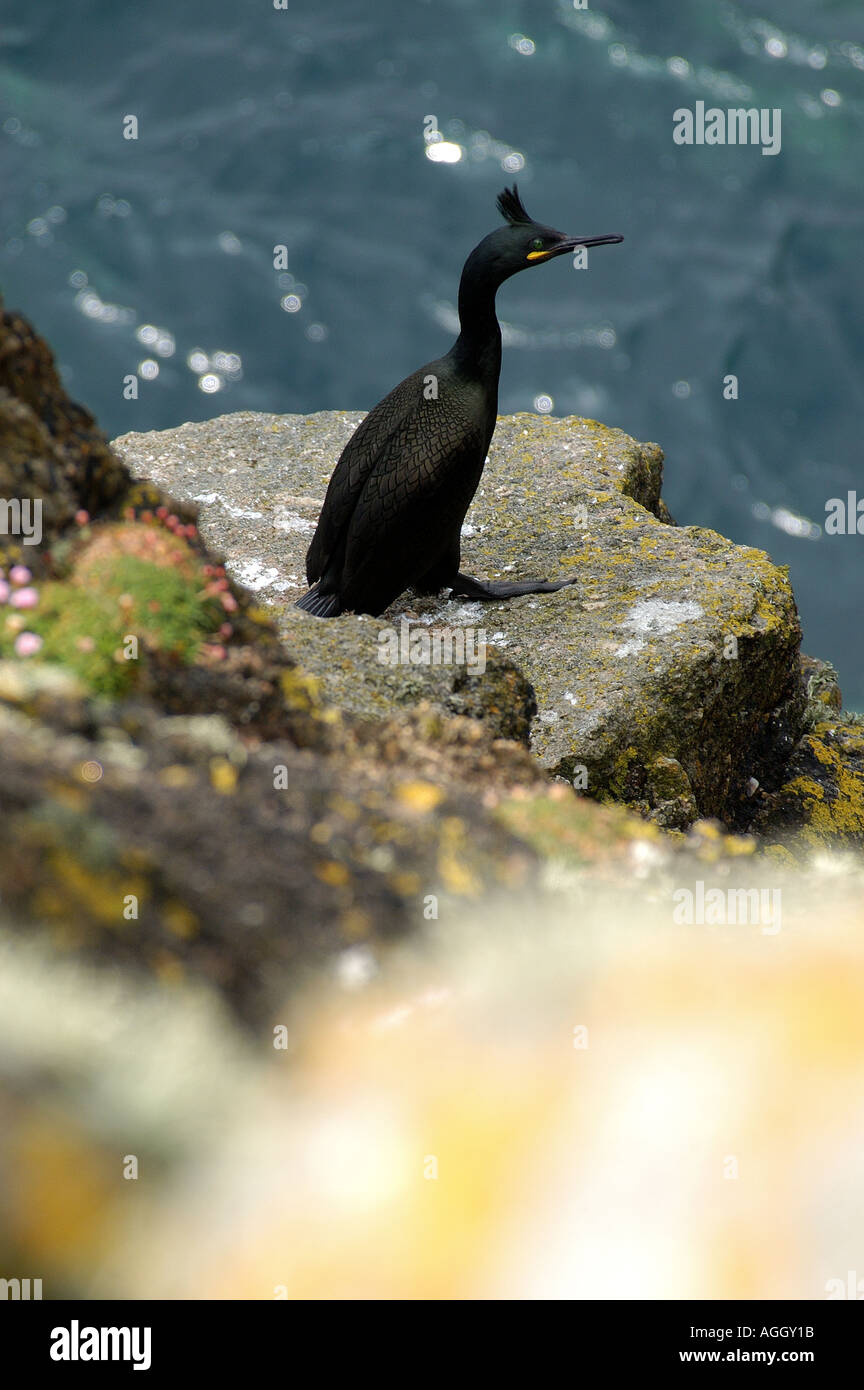 Cormorant at Land s End Cornwall United Kingdom Stock Photo - Alamy