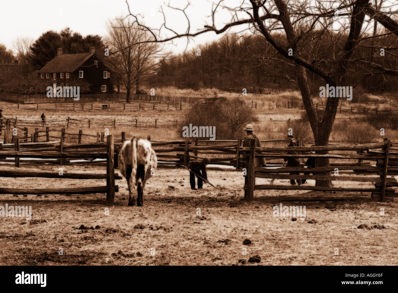 adult male farm hand overseeing boys doing chores in cow pasture with ...