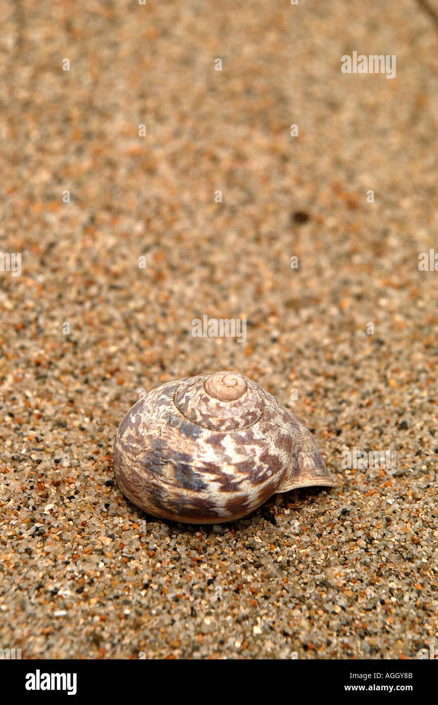 Sea shell Cornwall United Kingdom Stock Photo - Alamy