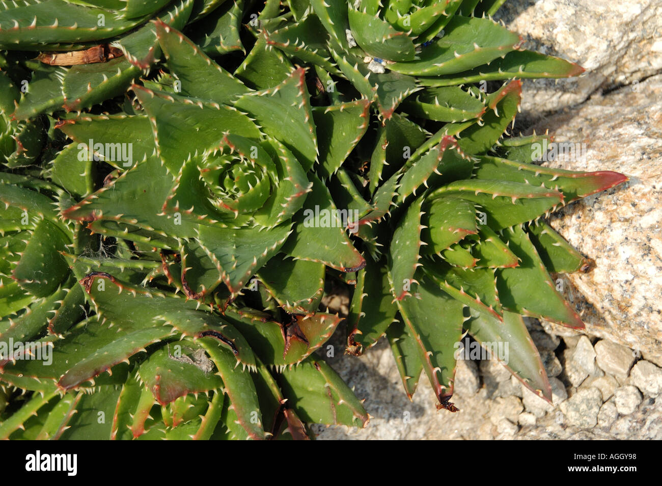 Cacti in the Eden Project Cornwall United Kingdom Stock Photo - Alamy