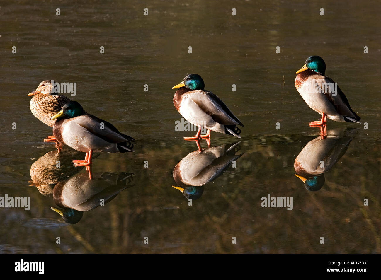 Four ducks standing on frozen water in a pond in Epping forest,England ...