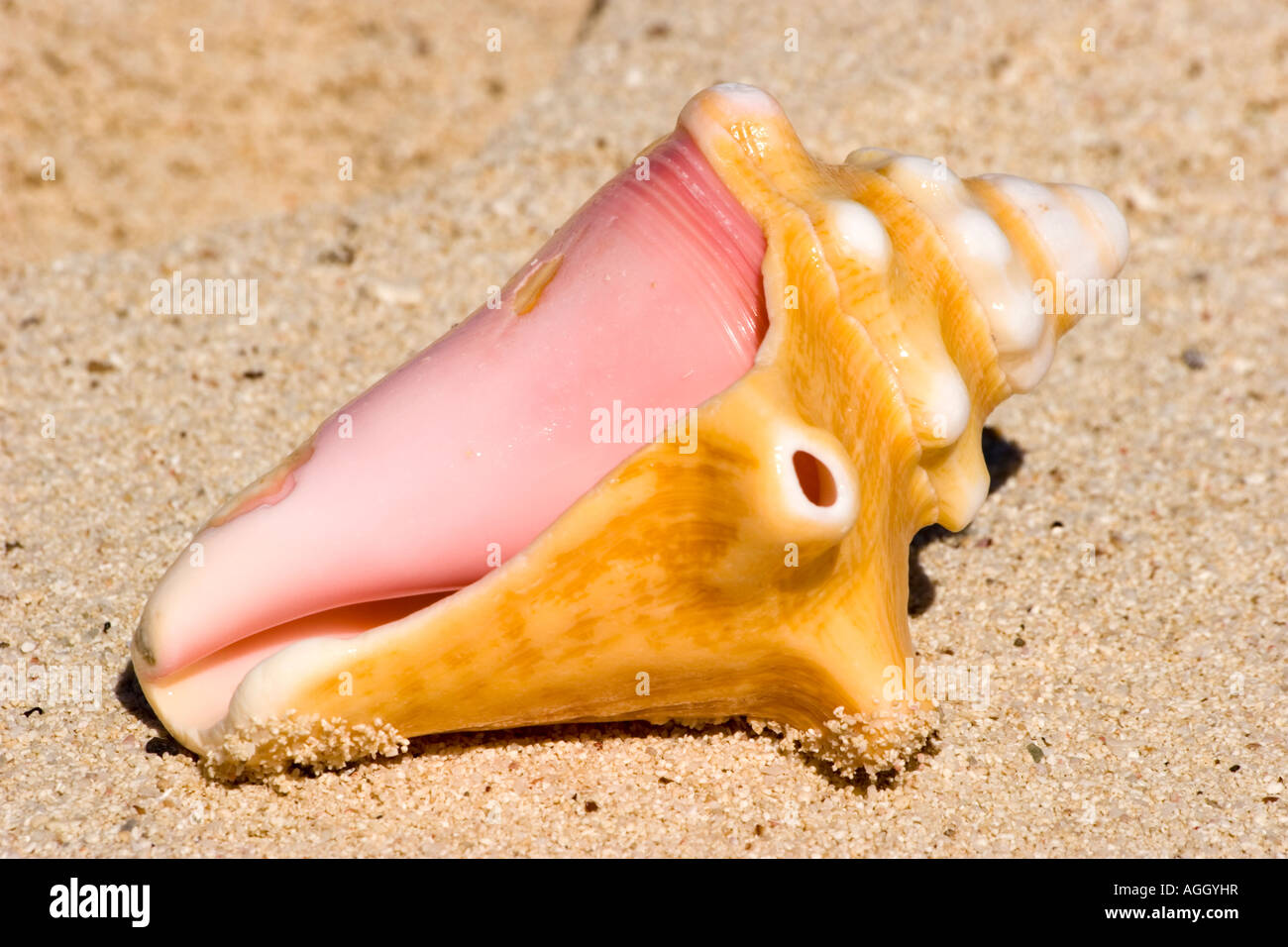 Seashell shell shells shellfish conch hi-res stock photography and ...