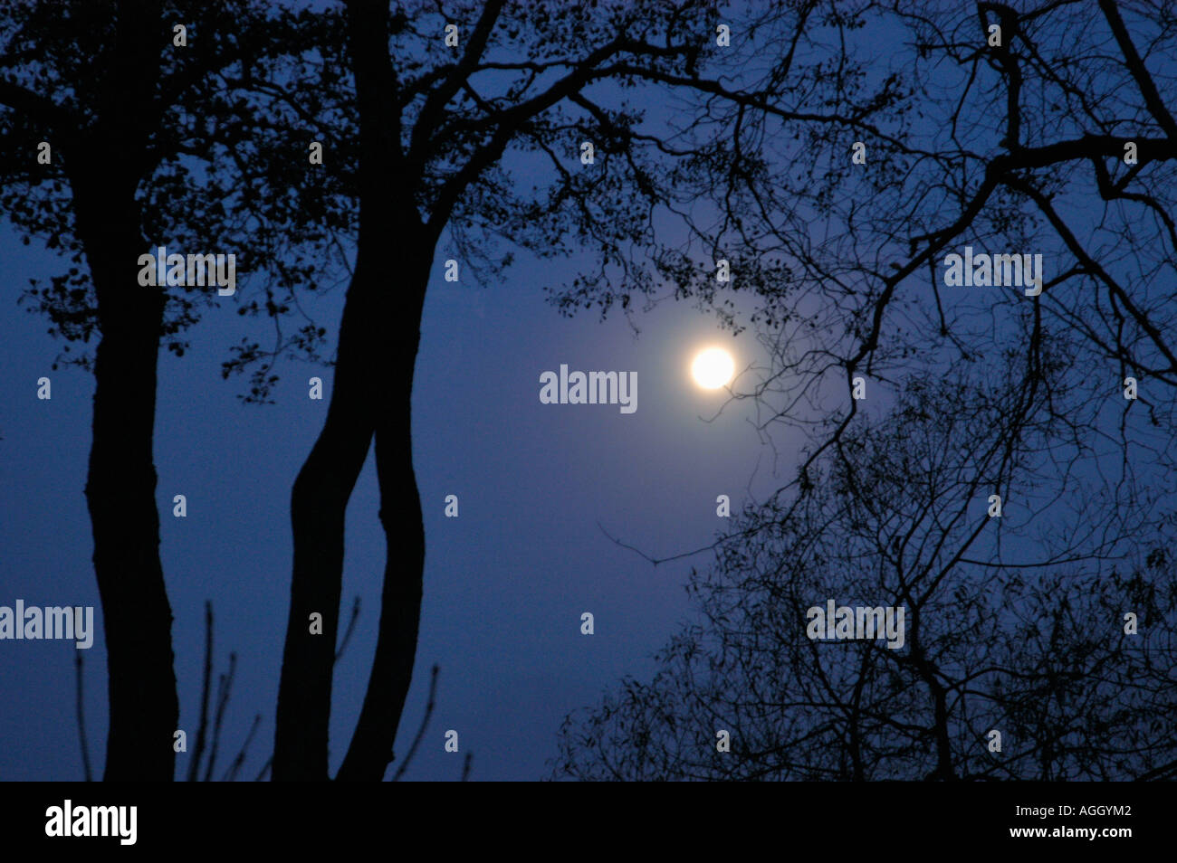 full moon over lake and forest during fog, Sweden Stock Photo - Alamy