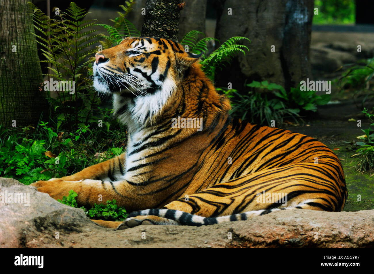 tiger, Ueno Zoo, Tokyo, Japan Stock Photo - Alamy