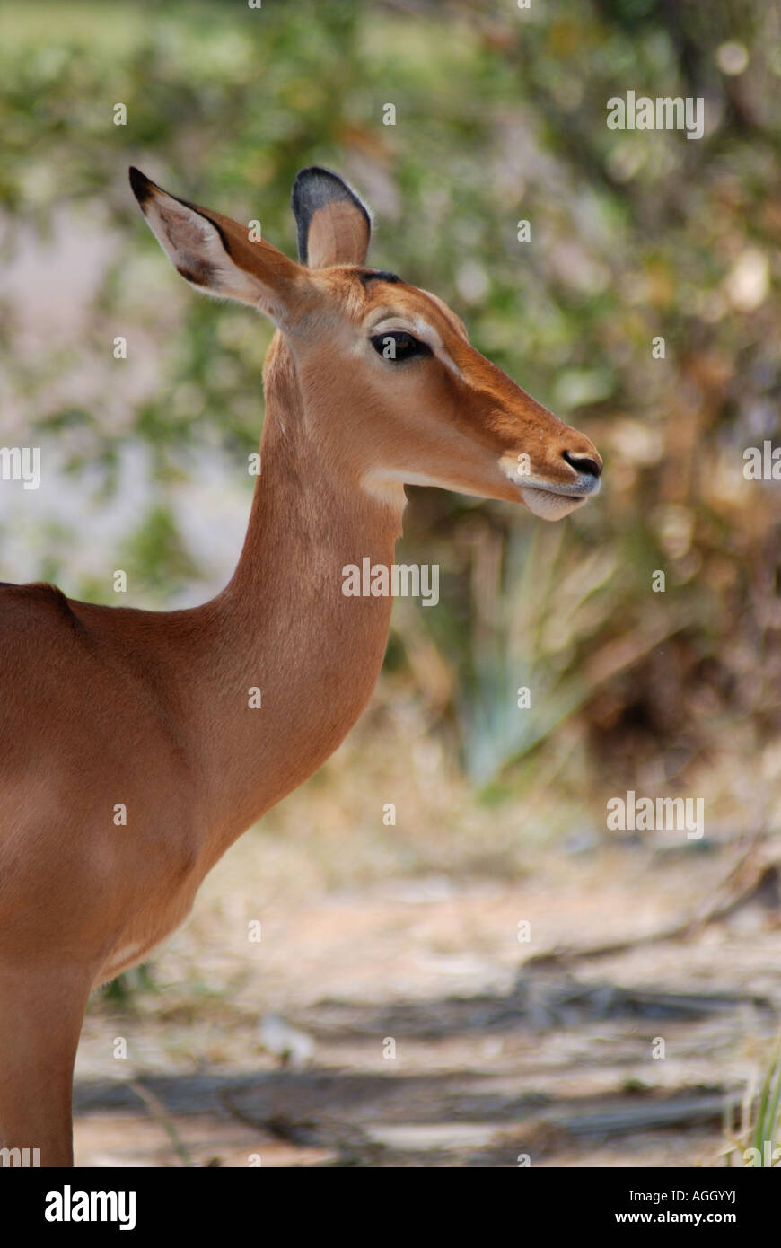 Portrait of a female Impala Samburu National Reserve Kenya East Africa ...