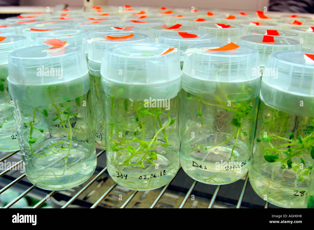 Plants at the laboratory hi-res stock photography and images - Alamy