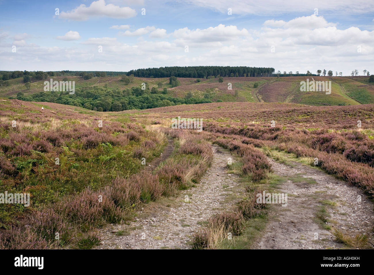 Cannock chase staffordshire england hi-res stock photography and images ...