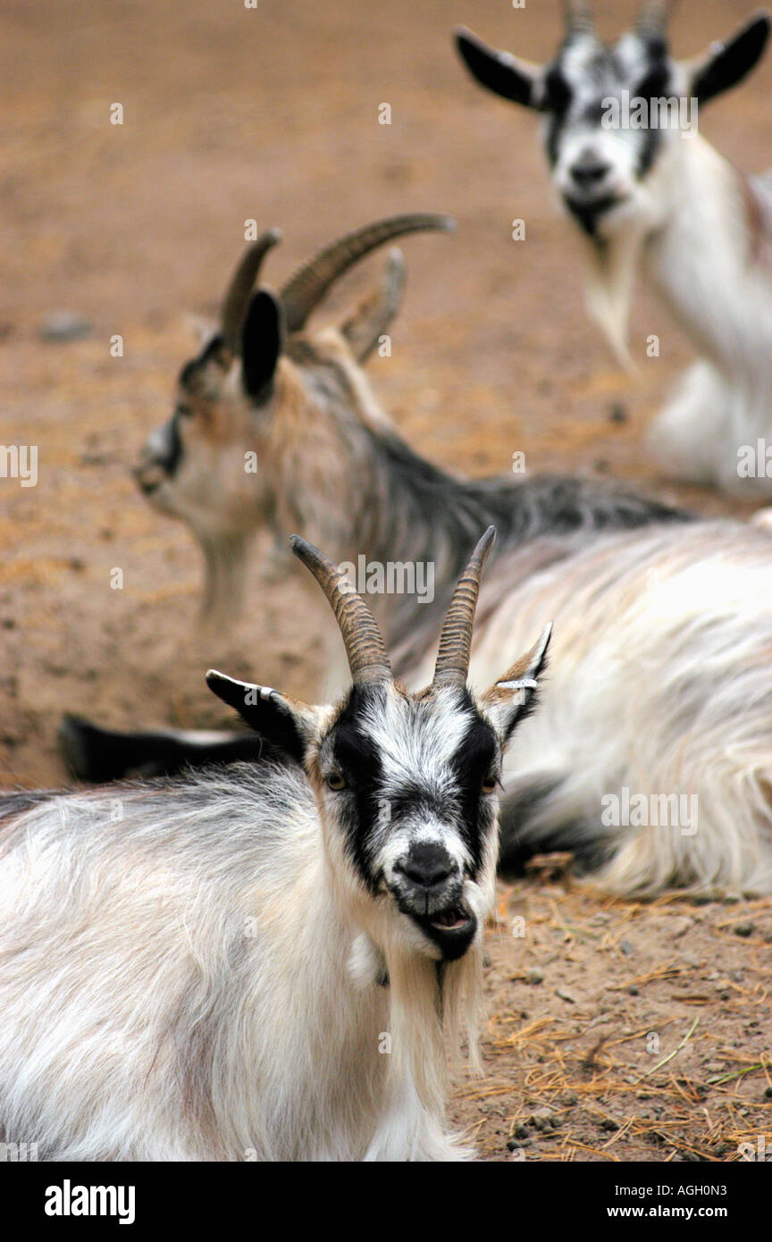 Buck goats hi-res stock photography and images - Alamy