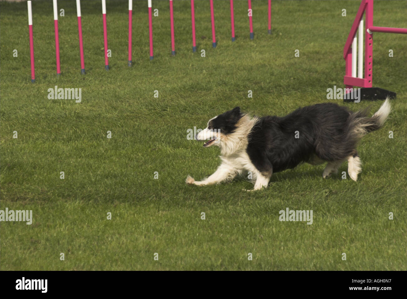 A Border Collie taking part in an Agility competition Stock Photo - Alamy