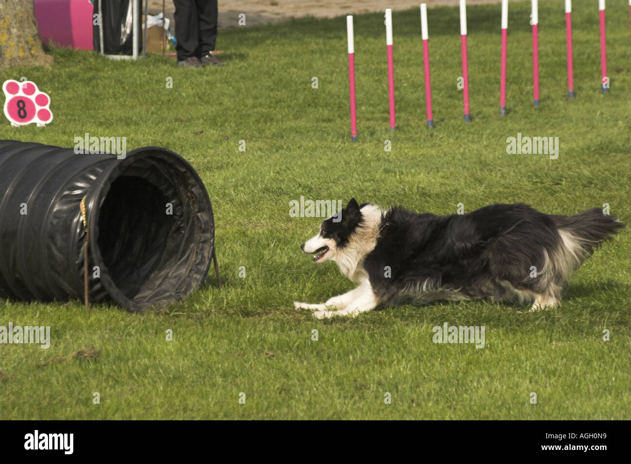 A Border Collie during an Agility Competition run Stock Photo - Alamy