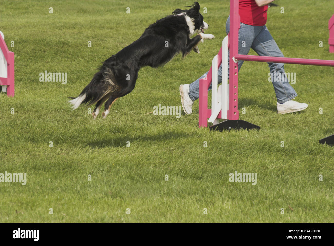 A Border Collie during an Agility Competition run Stock Photo - Alamy