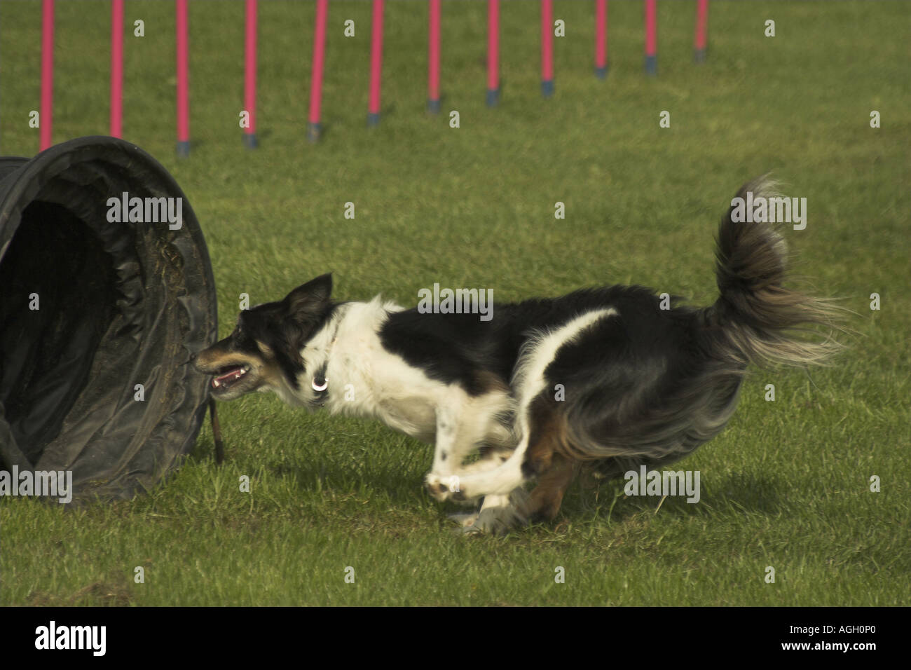 A Border Collie during an Agility Competition run Stock Photo - Alamy