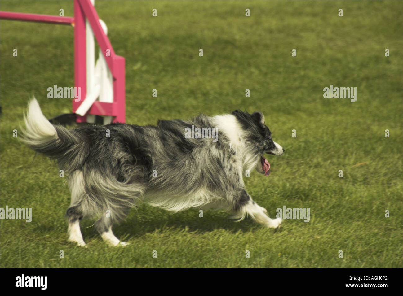 A Merle Collie during an Agility Competition run Stock Photo - Alamy