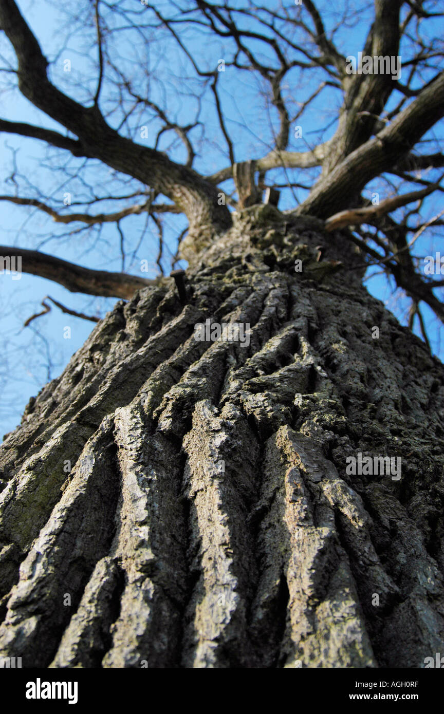 bark on old oak tree, Sweden Stock Photo - Alamy