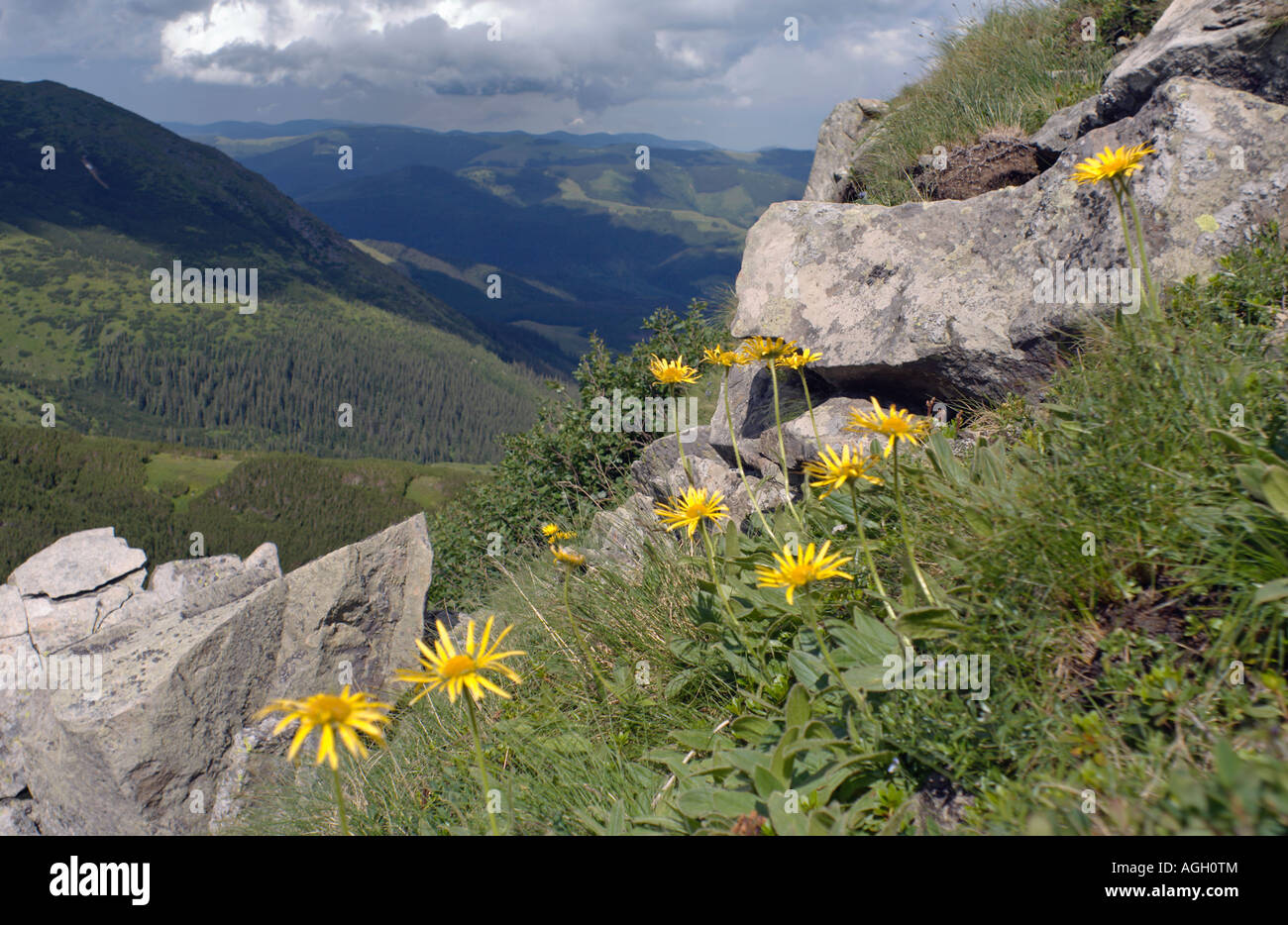 Yellow mountain flowers above the valley on rocky mountainside Stock ...