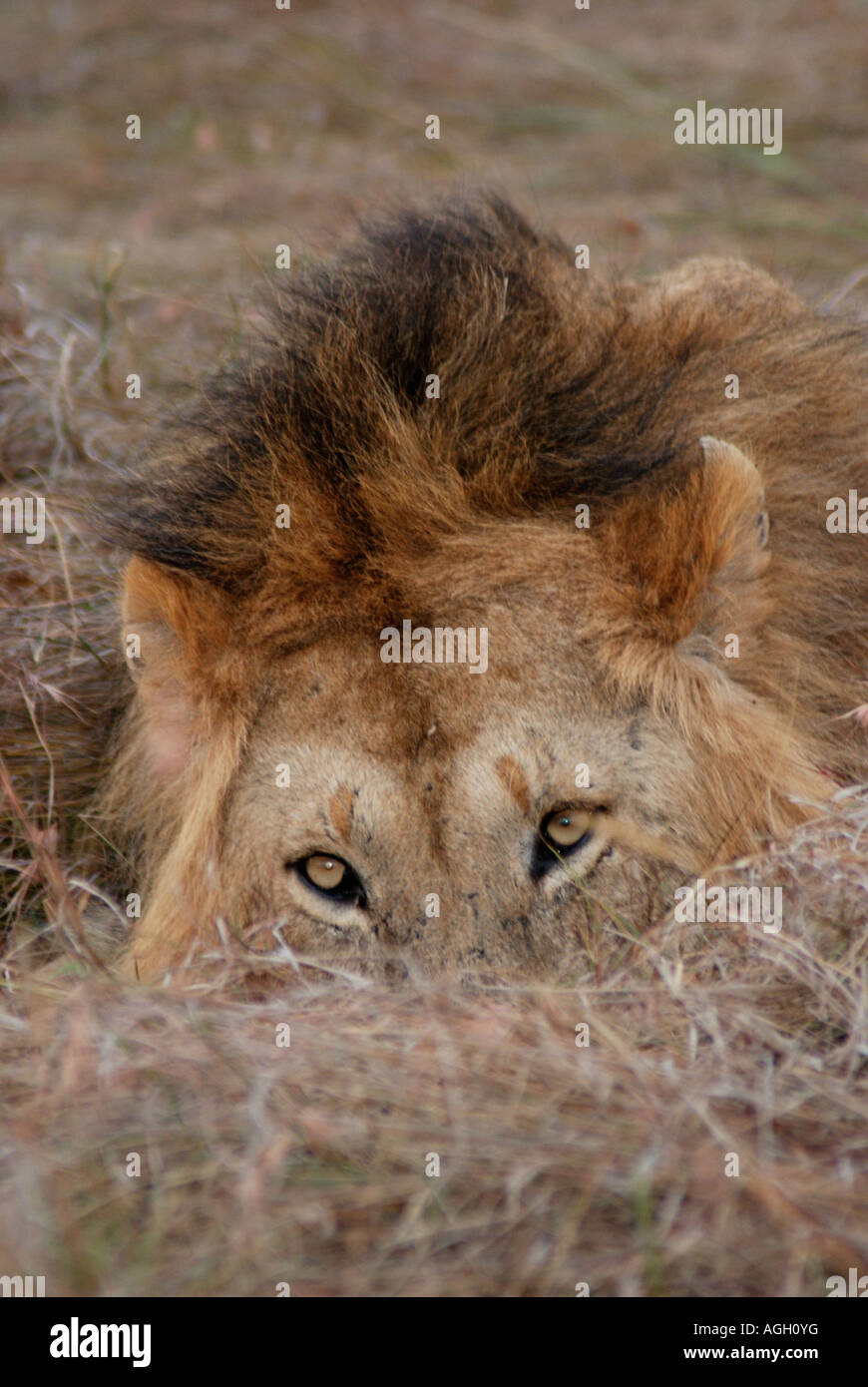 Crouching lion hi-res stock photography and images - Alamy