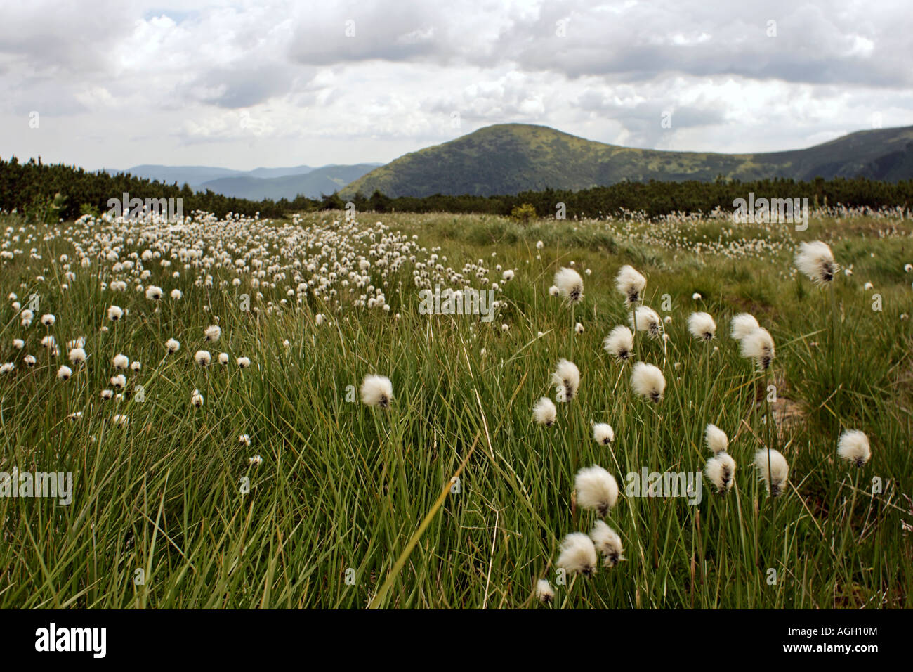 Mountain meadow with fluff white flowers overcast sky and mountain view ...