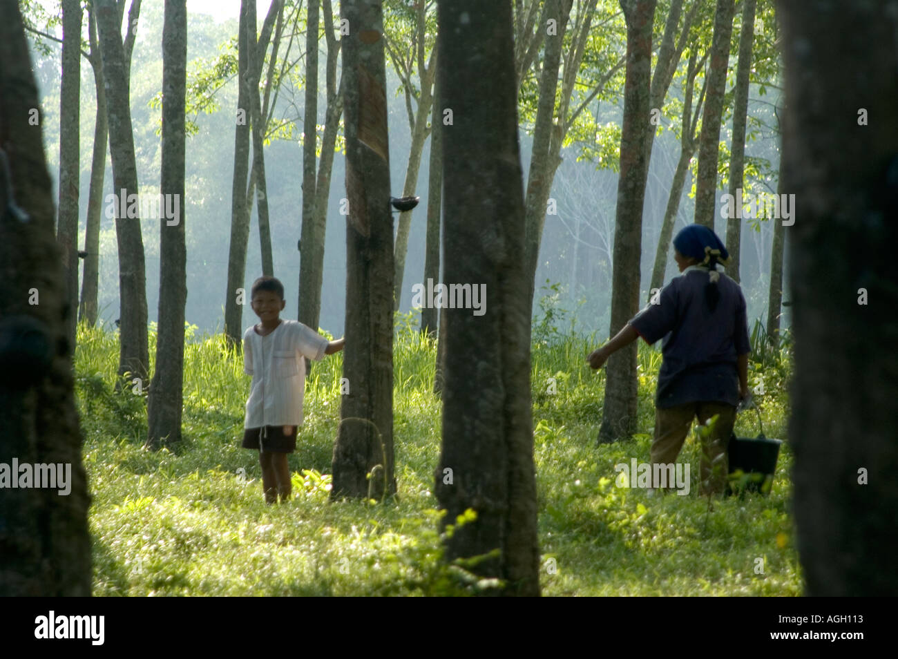 Natural rubber plantation and latex rubber tree garden. Image of rubber ...
