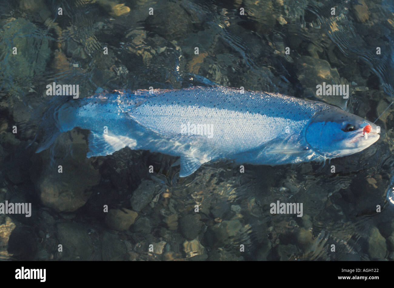 Steelhead trout salmon caught sport fishing on Washington State s ...