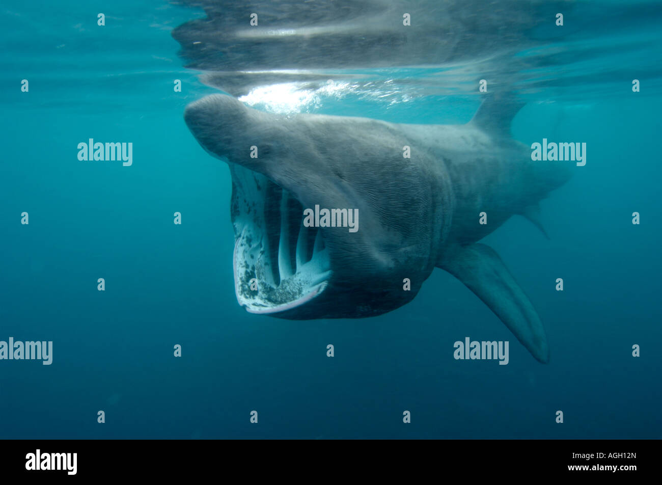 basking shark feeding in the UK Stock Photo - Alamy