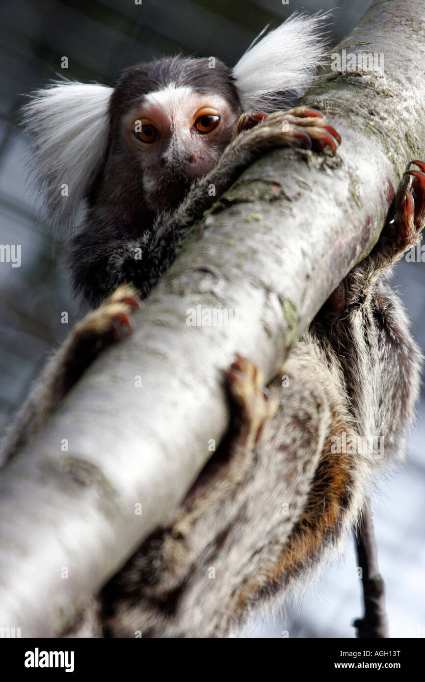 Captive Marmoset climbing in its cage at Brent lodge Park Zoo Stock ...