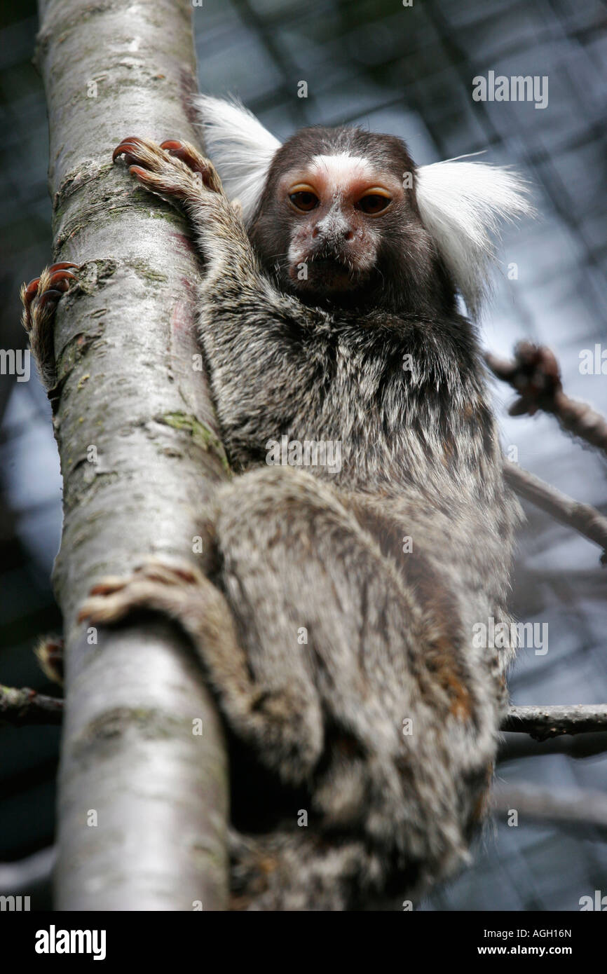 Captive Marmoset climbing in its cage at Brent lodge Park Zoo Stock ...
