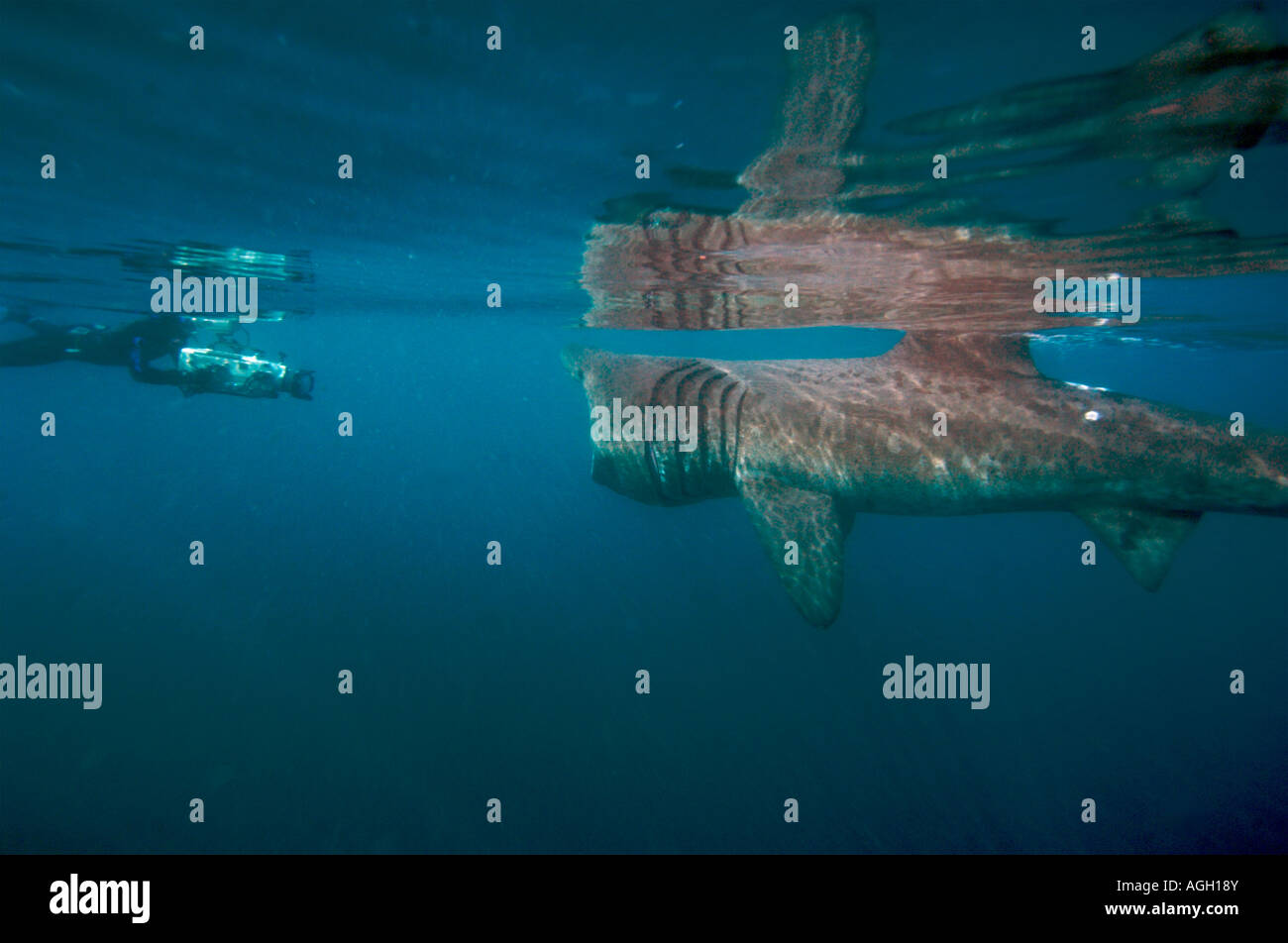 basking shark feeding in the UK Stock Photo - Alamy