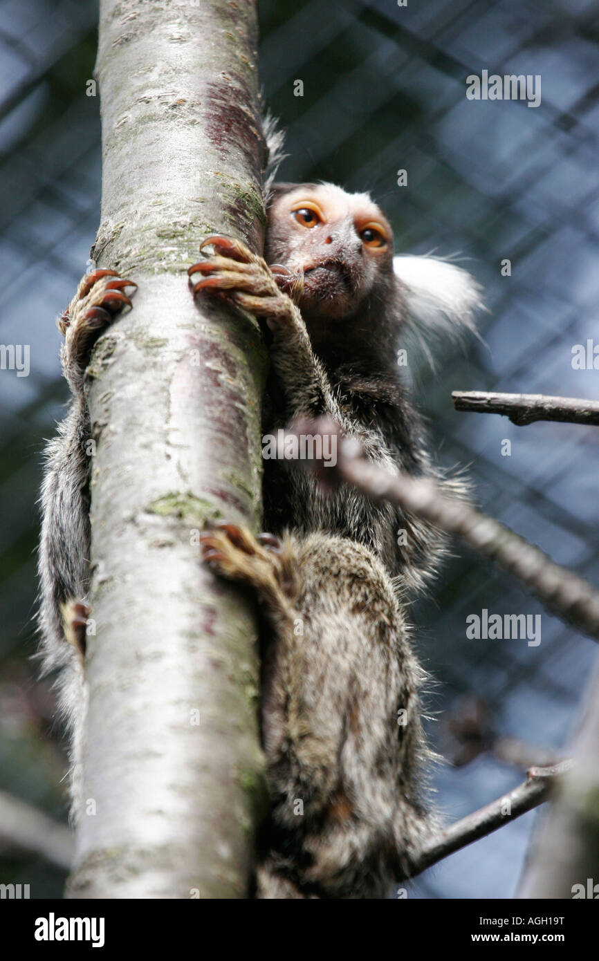 Captive Marmoset climbing in its cage at Brent lodge Park Zoo Stock ...