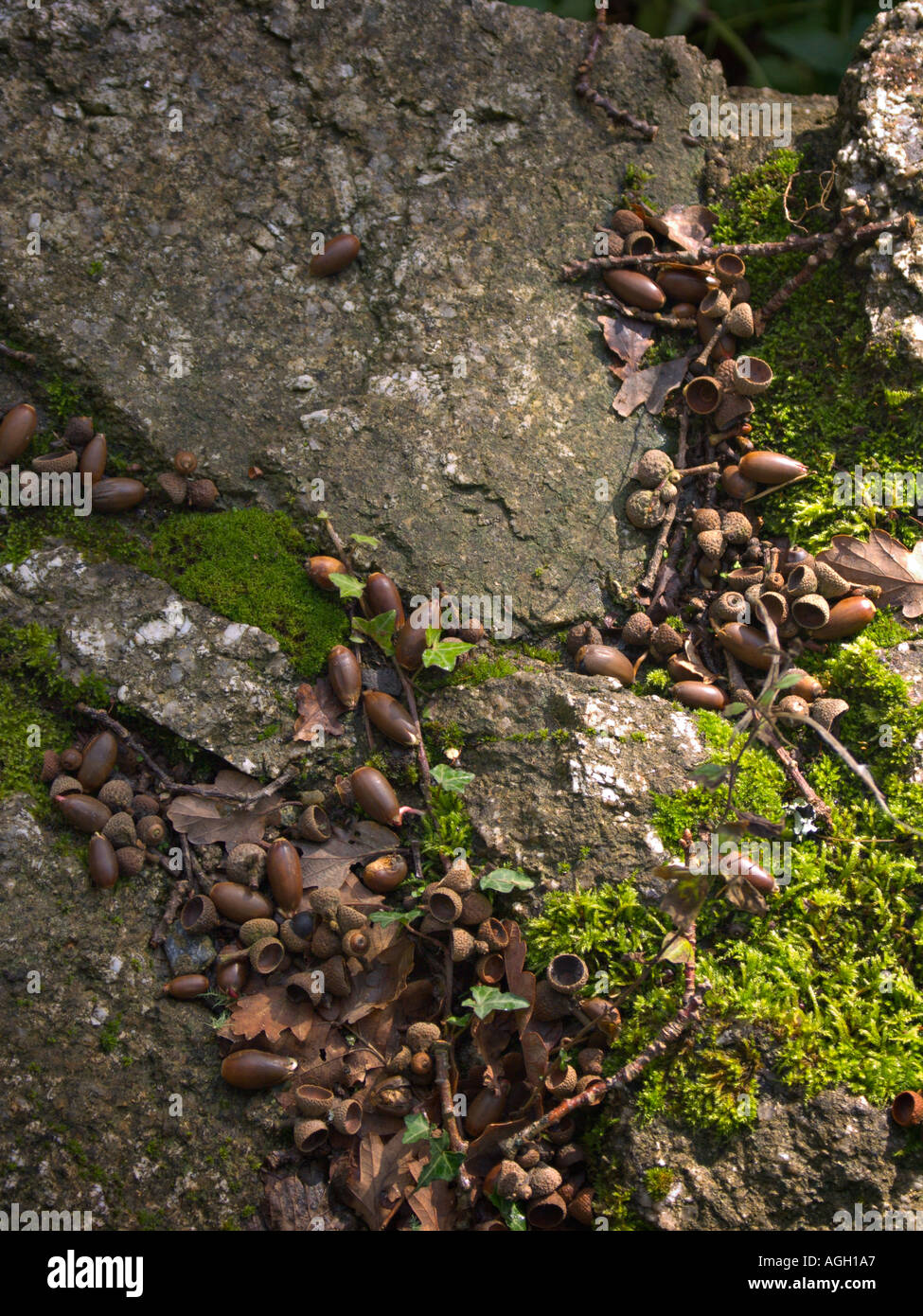 Scattered acorns hi-res stock photography and images - Alamy