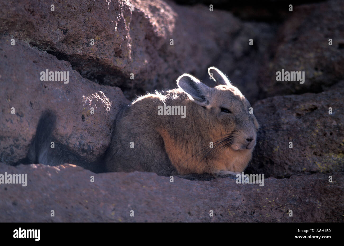 Vizcacha hi-res stock photography and images - Alamy