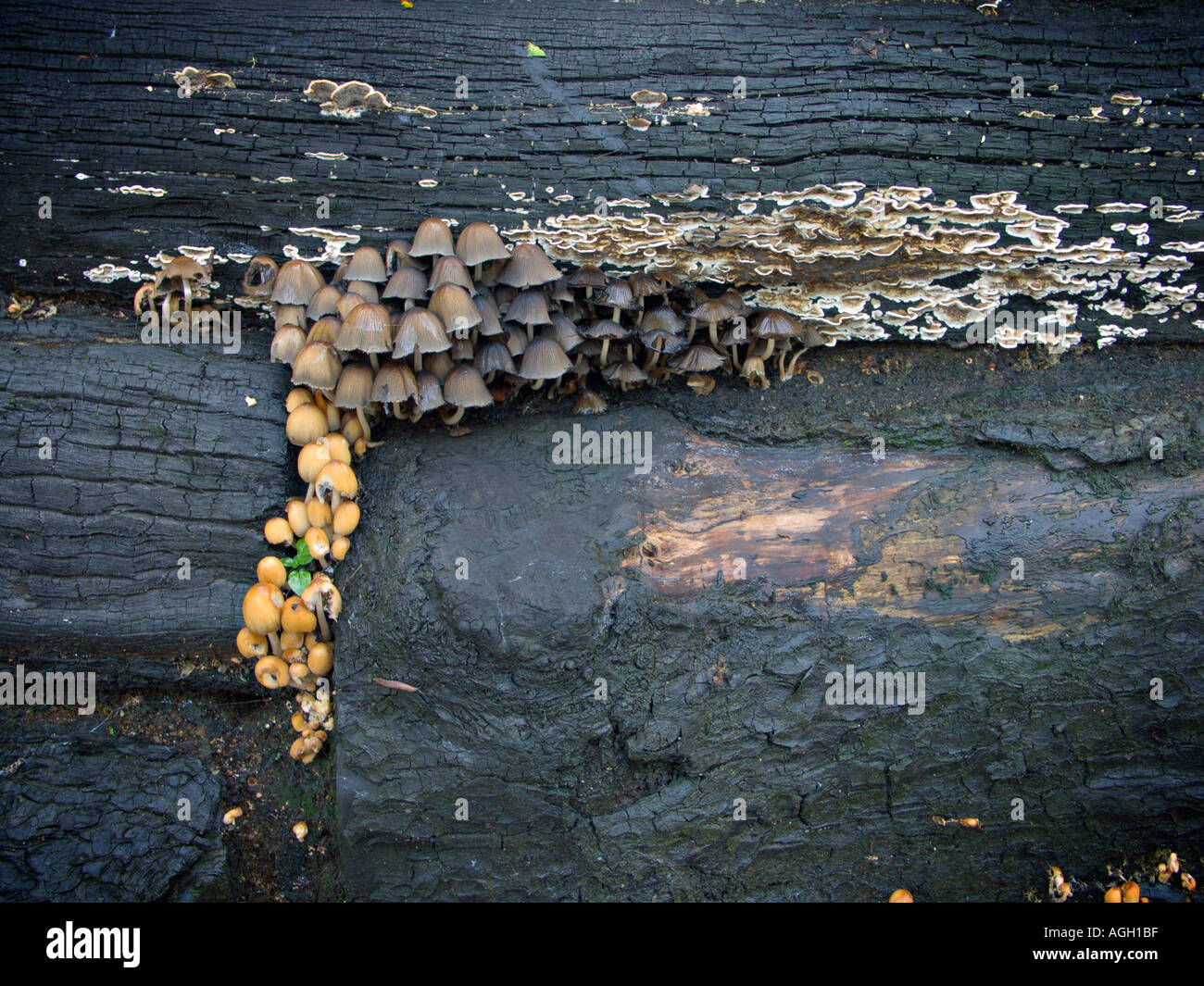 Wild fungus growing on a blackened tree trunk Stock Photo - Alamy