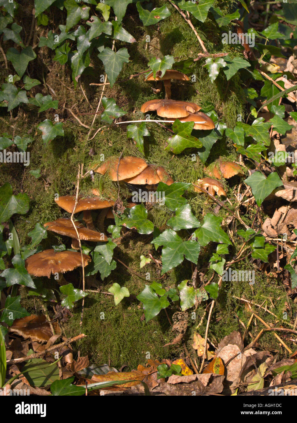 Wild fungus growing on a tree trunk Stock Photo - Alamy