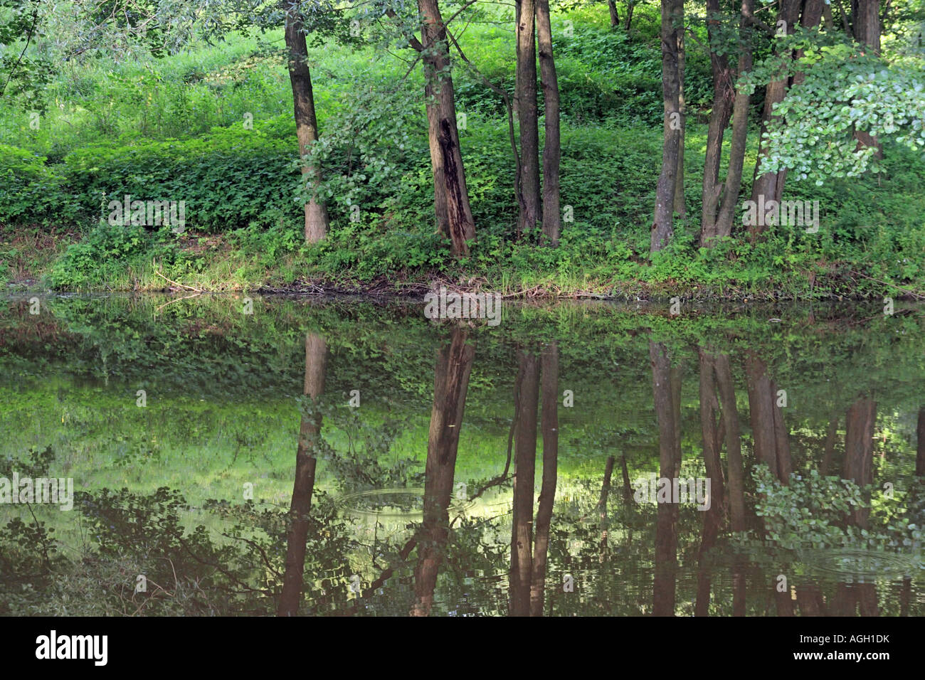 Forest pond water surface with reflection of green summer trees and ...