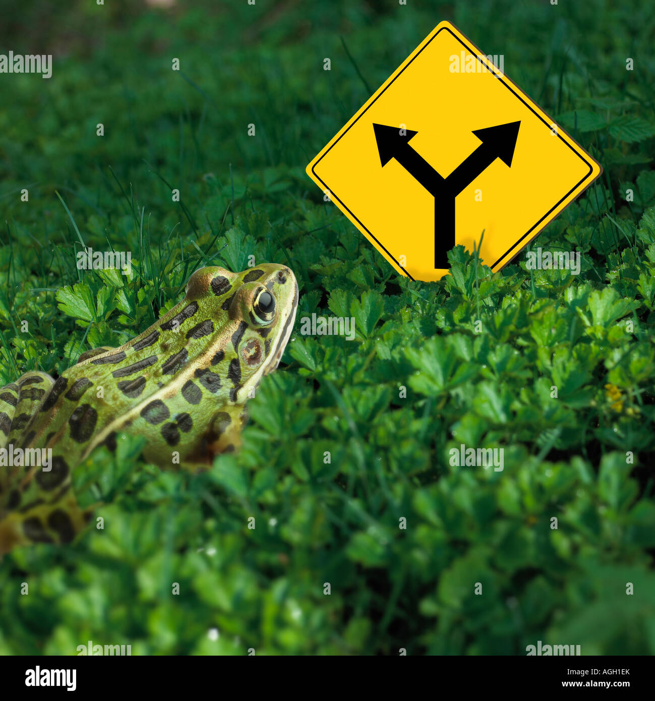 Frog looking at road sign Stock Photo - Alamy
