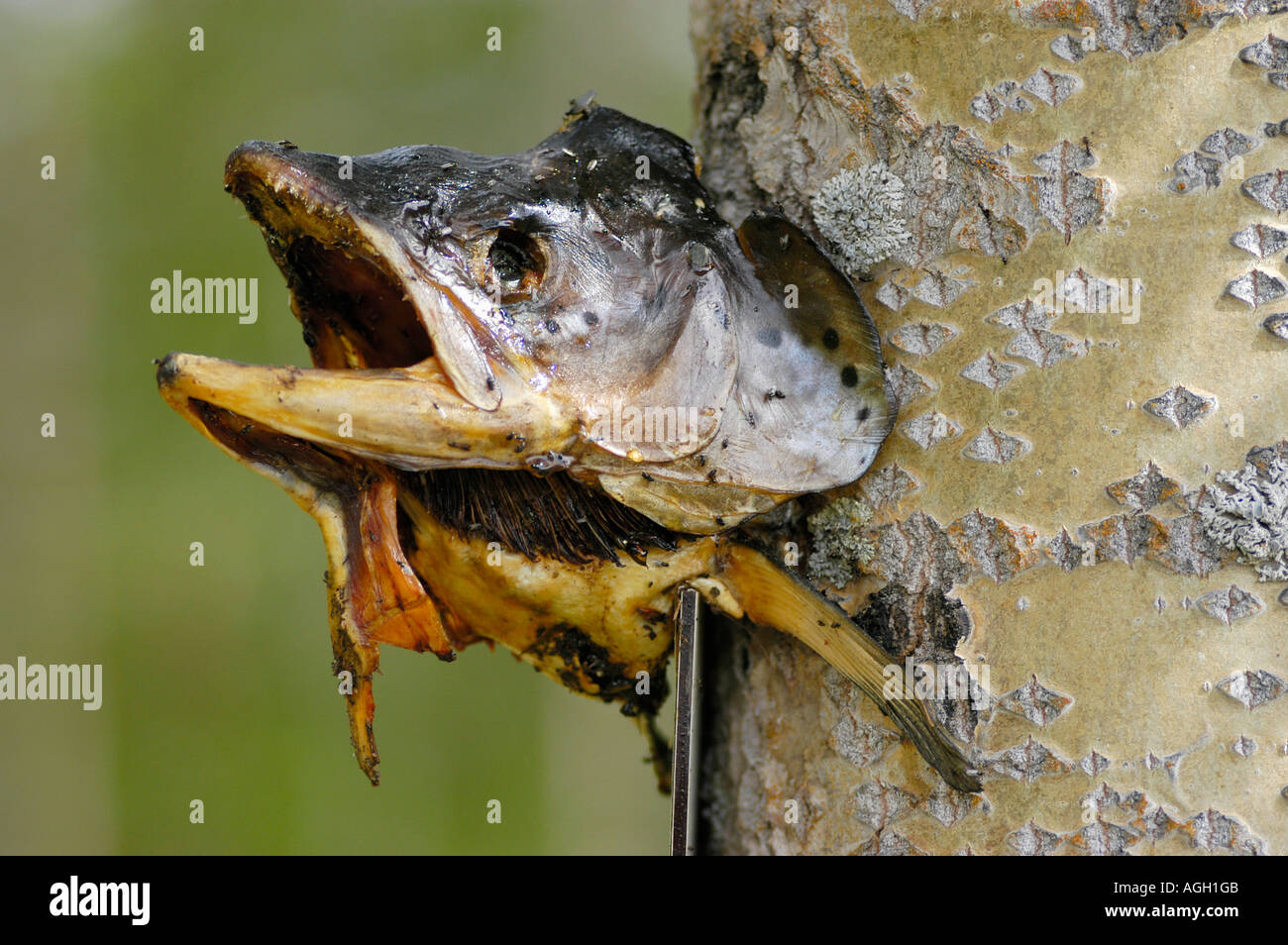 Decapitated head hi-res stock photography and images - Alamy