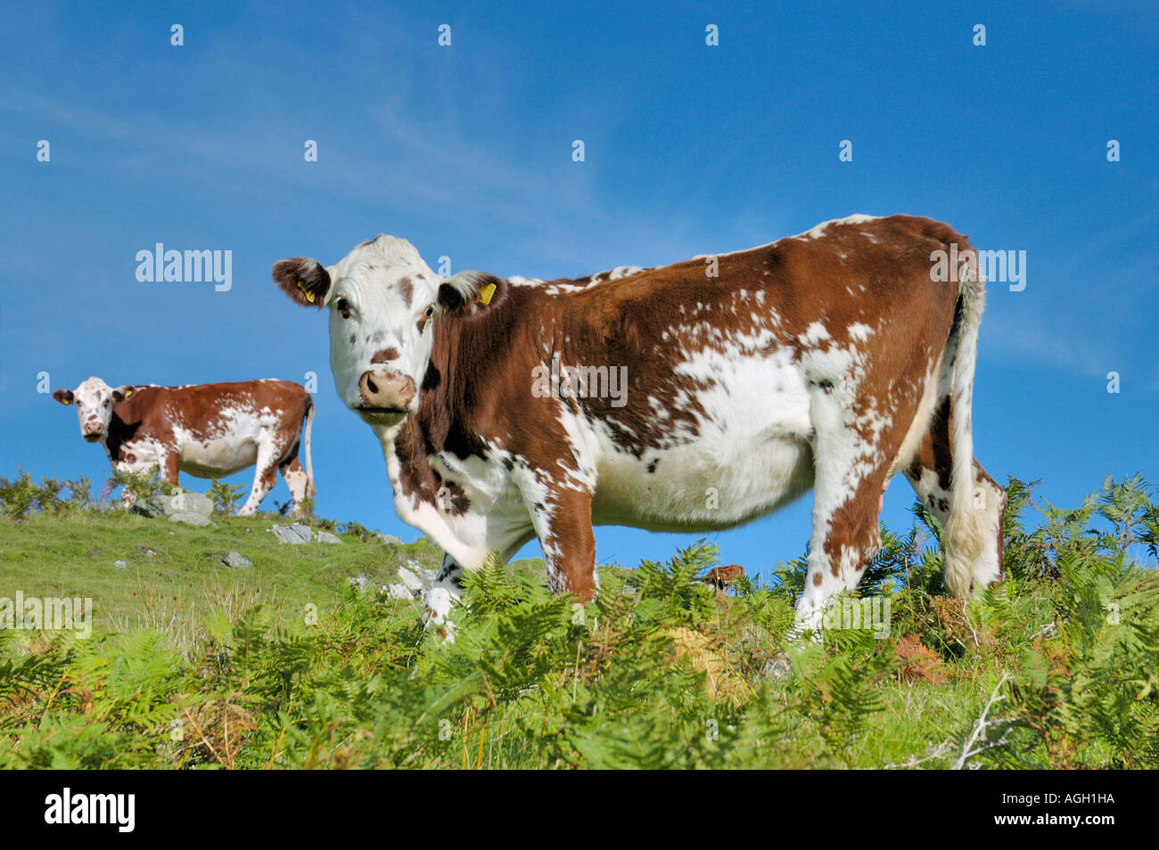 Cloning cow hi-res stock photography and images - Alamy