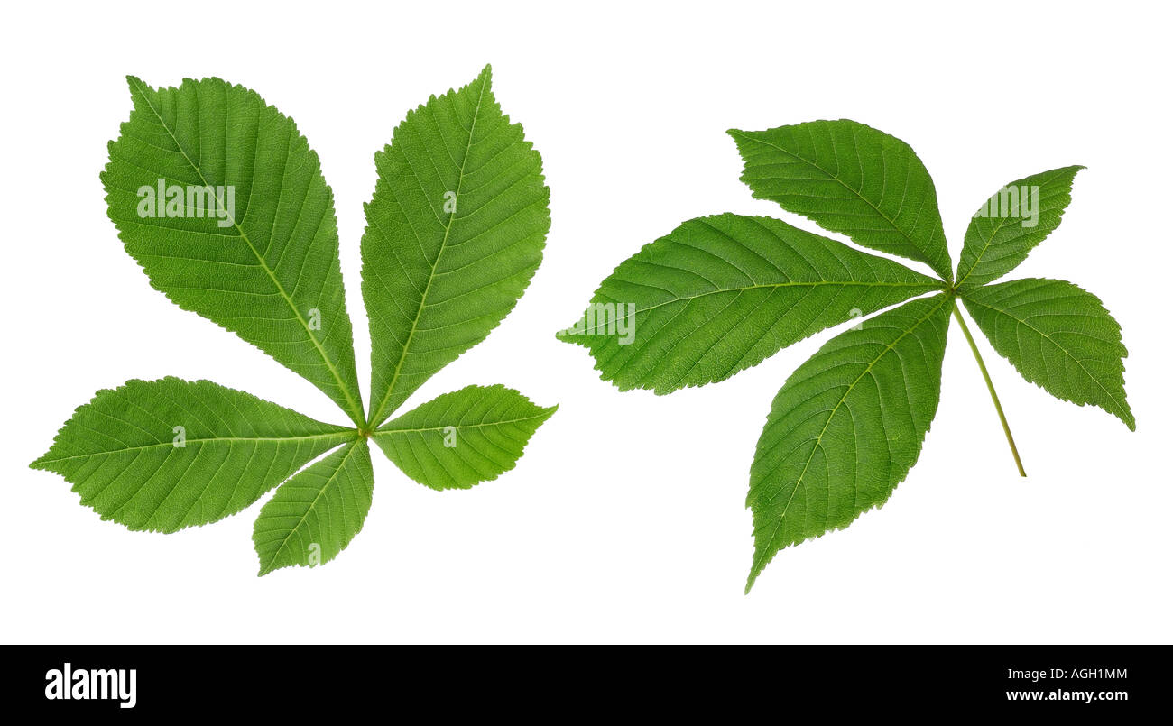 Conker tree leaves hi-res stock photography and images - Alamy