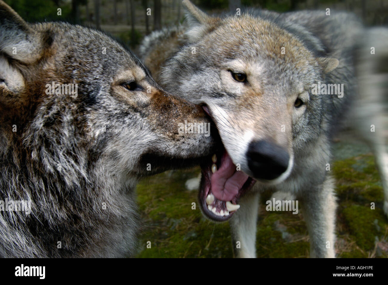 playful wolves, Kolmården Wildlife Park, Sweden Stock Photo - Alamy