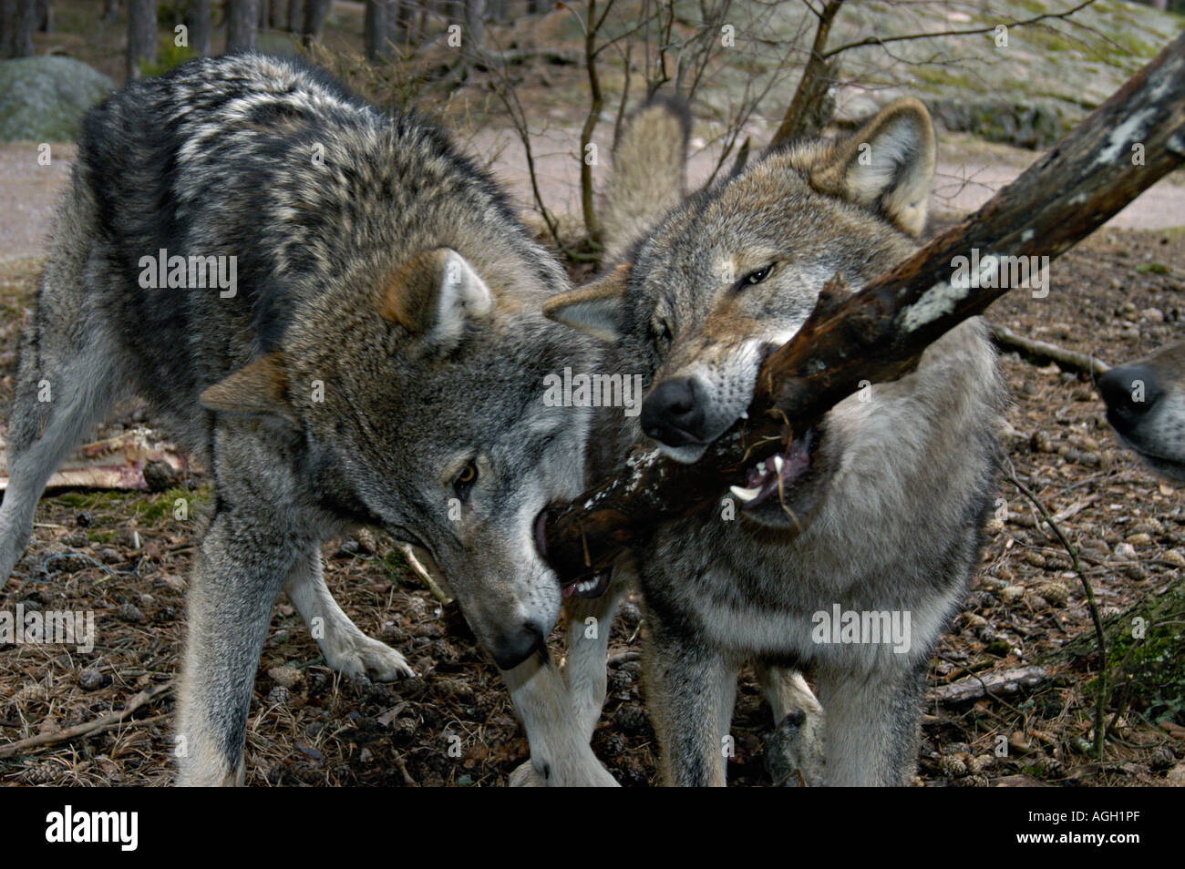 playful wolves, Kolmården Wildlife Park, Sweden Stock Photo - Alamy