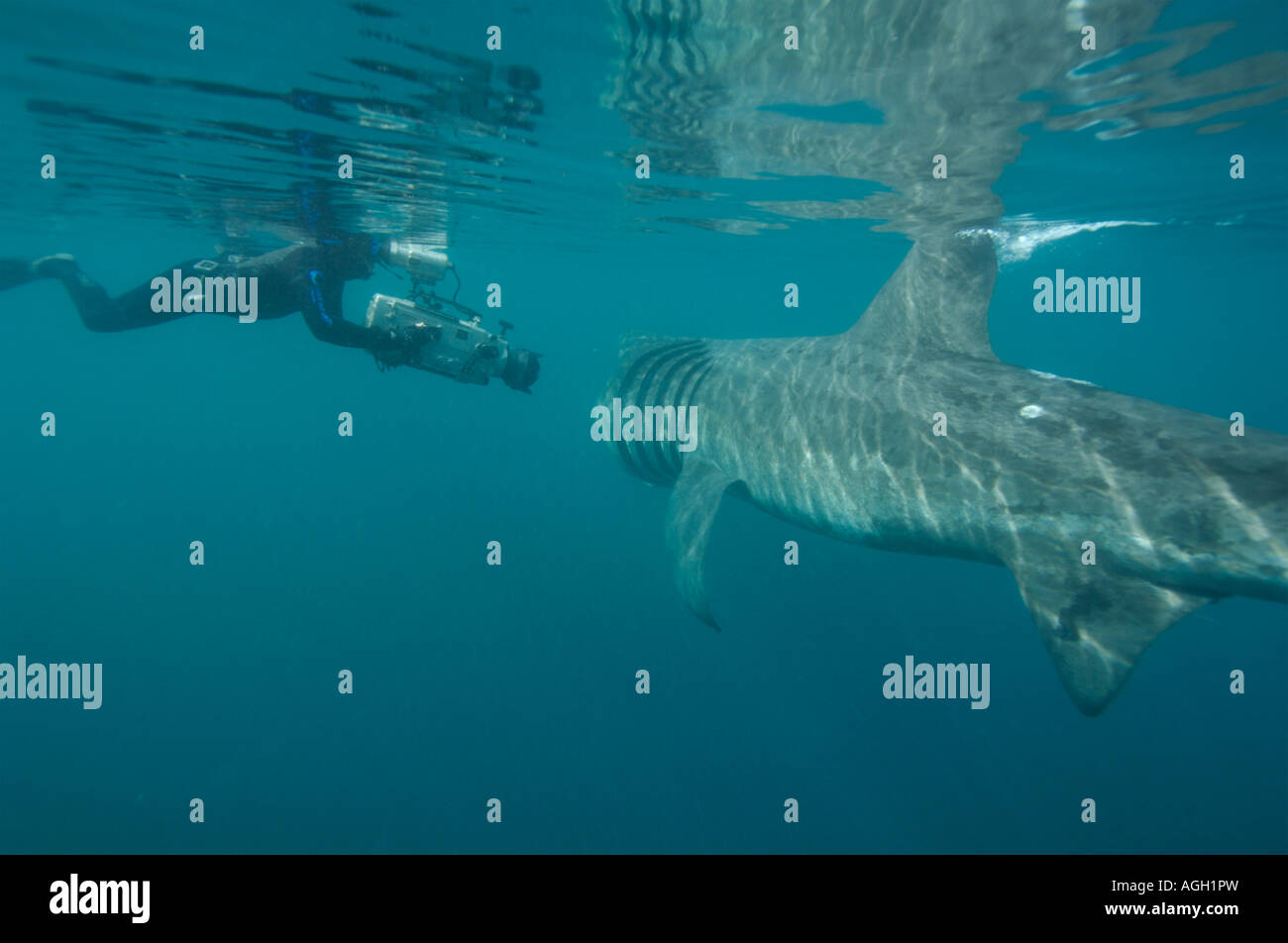 basking shark feeding in the UK Stock Photo - Alamy