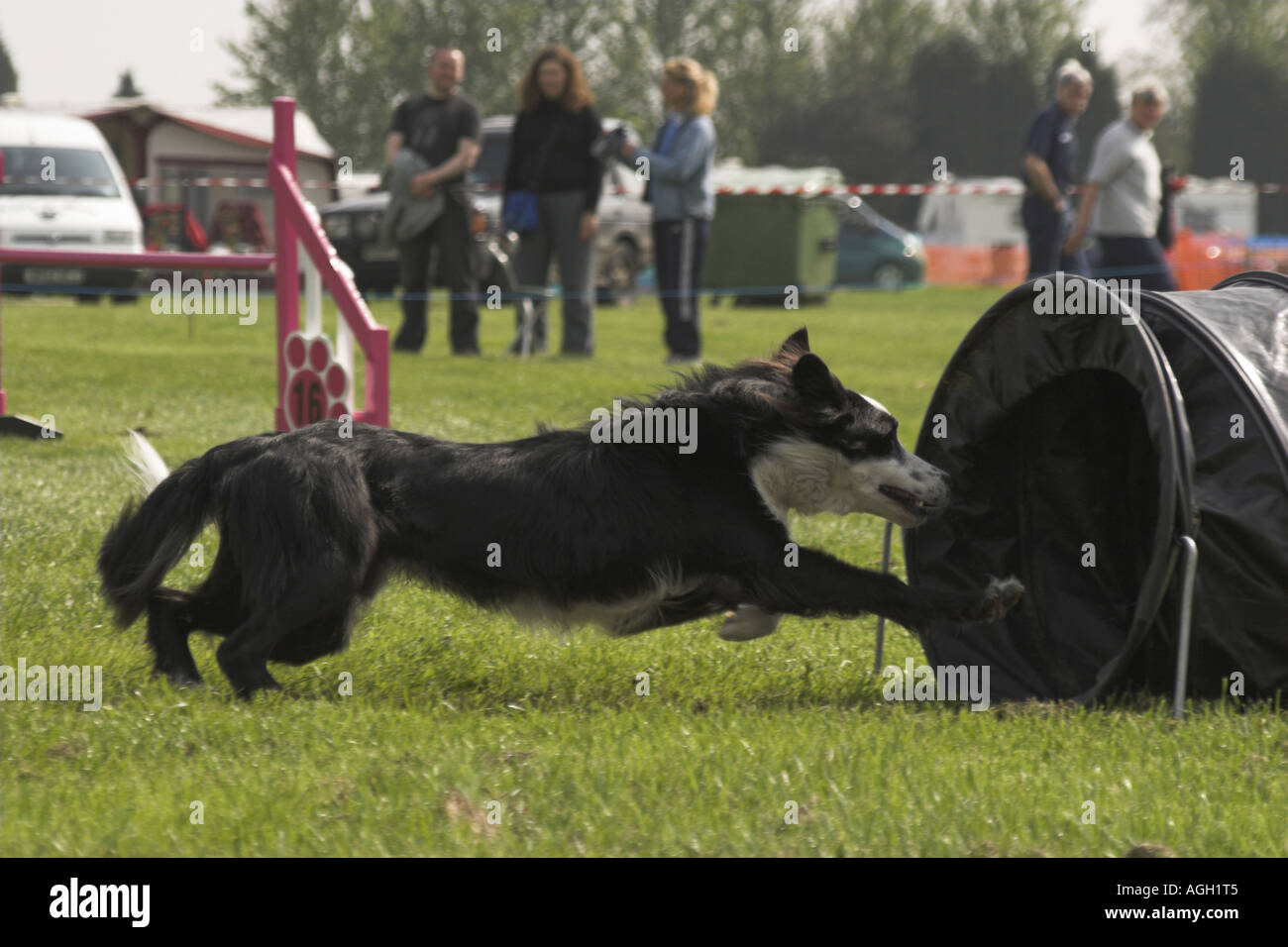 A Border Collie during an Agility Dog Show run Stock Photo - Alamy