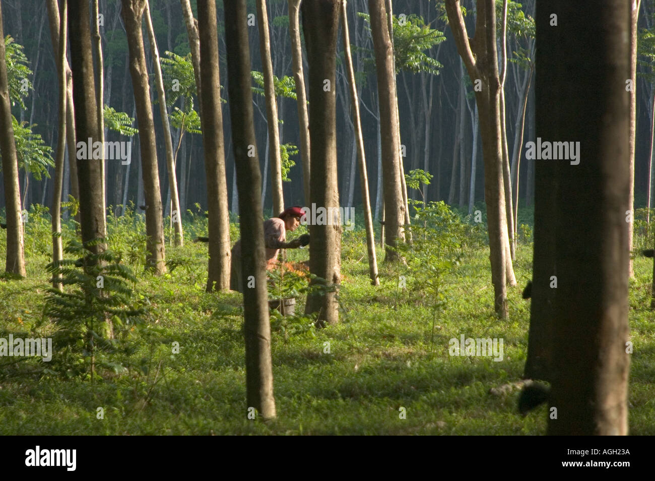 Rubber tree rubber tapping and Thai workers collecting rubber tree sap ...