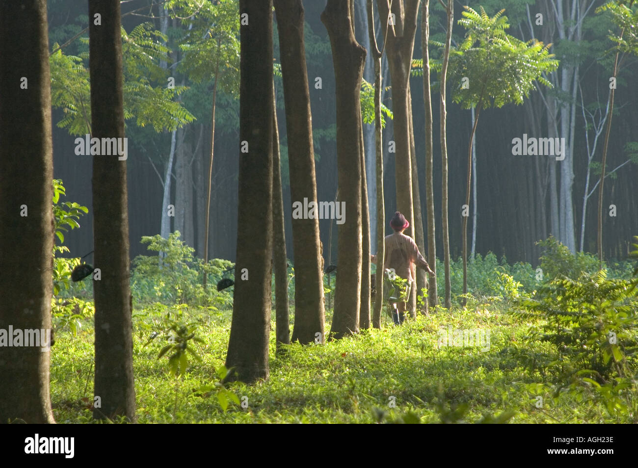 Rubber tree rubber tapping and Thai workers collecting rubber tree sap ...
