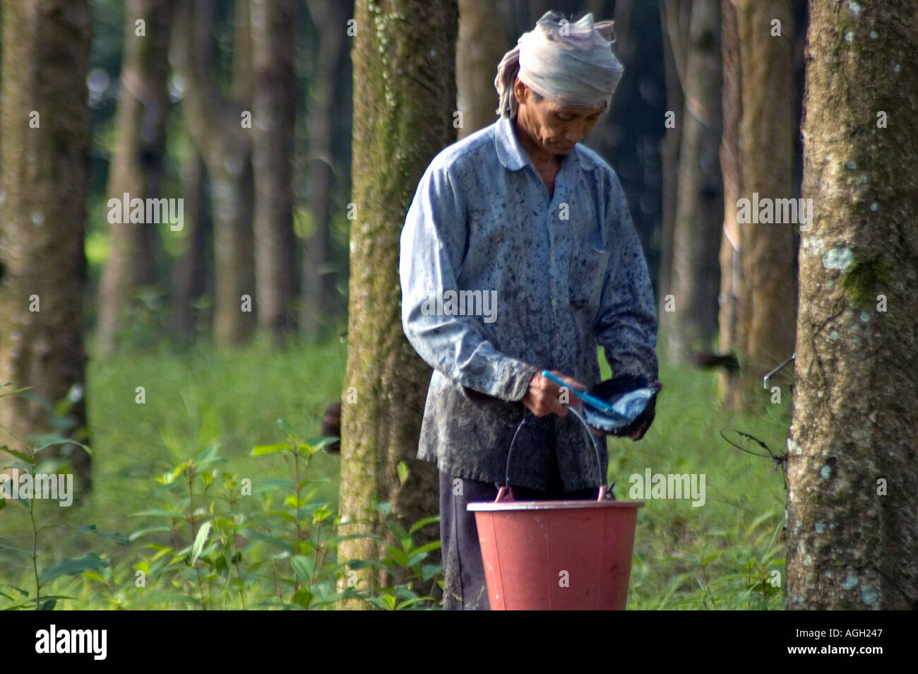Rubber tree rubber tapping and Thai workers collecting rubber tree sap ...
