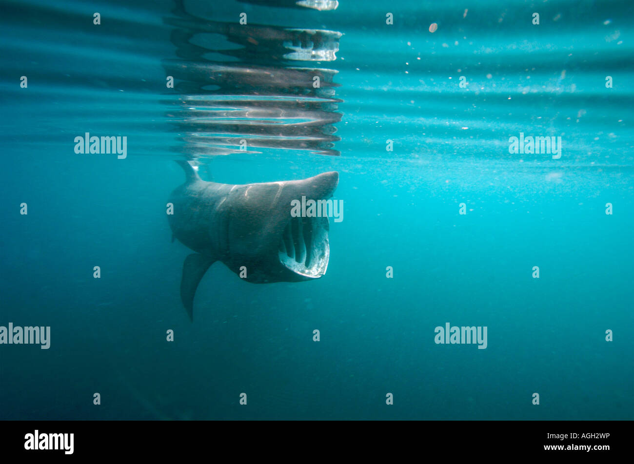 Basking shark gill rakers hi-res stock photography and images - Alamy