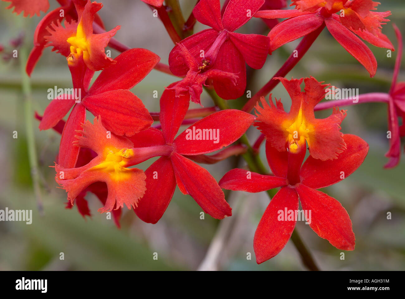 Crucifix orchard hi-res stock photography and images - Alamy